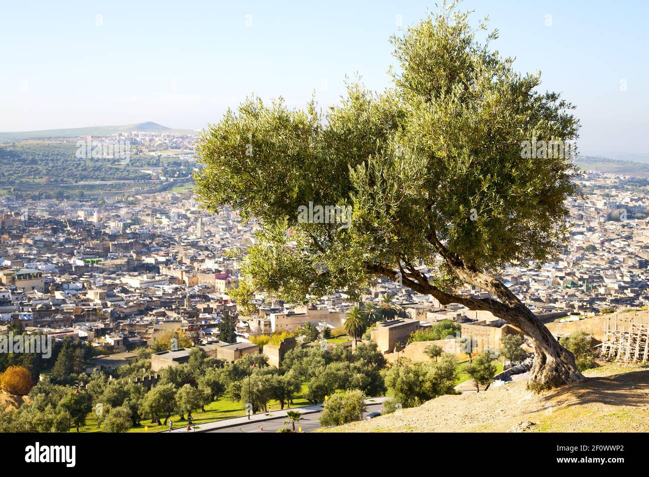 From high in the village morocco tree Stock Photo - Alamy