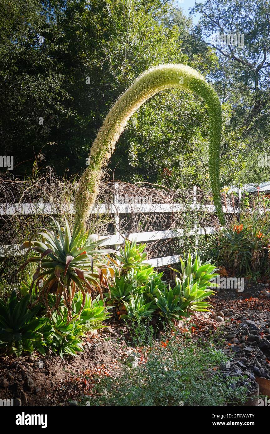 Fox tail Agave ( Agave attenuata ) . Also known as Lion's tail or Swan ...
