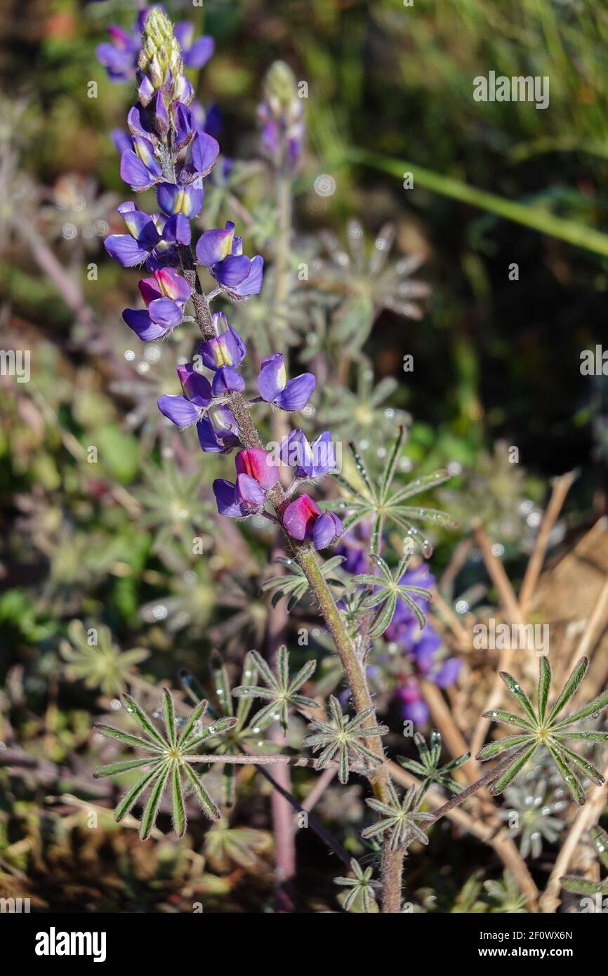 Lupin native to north america hi-res stock photography and images - Alamy