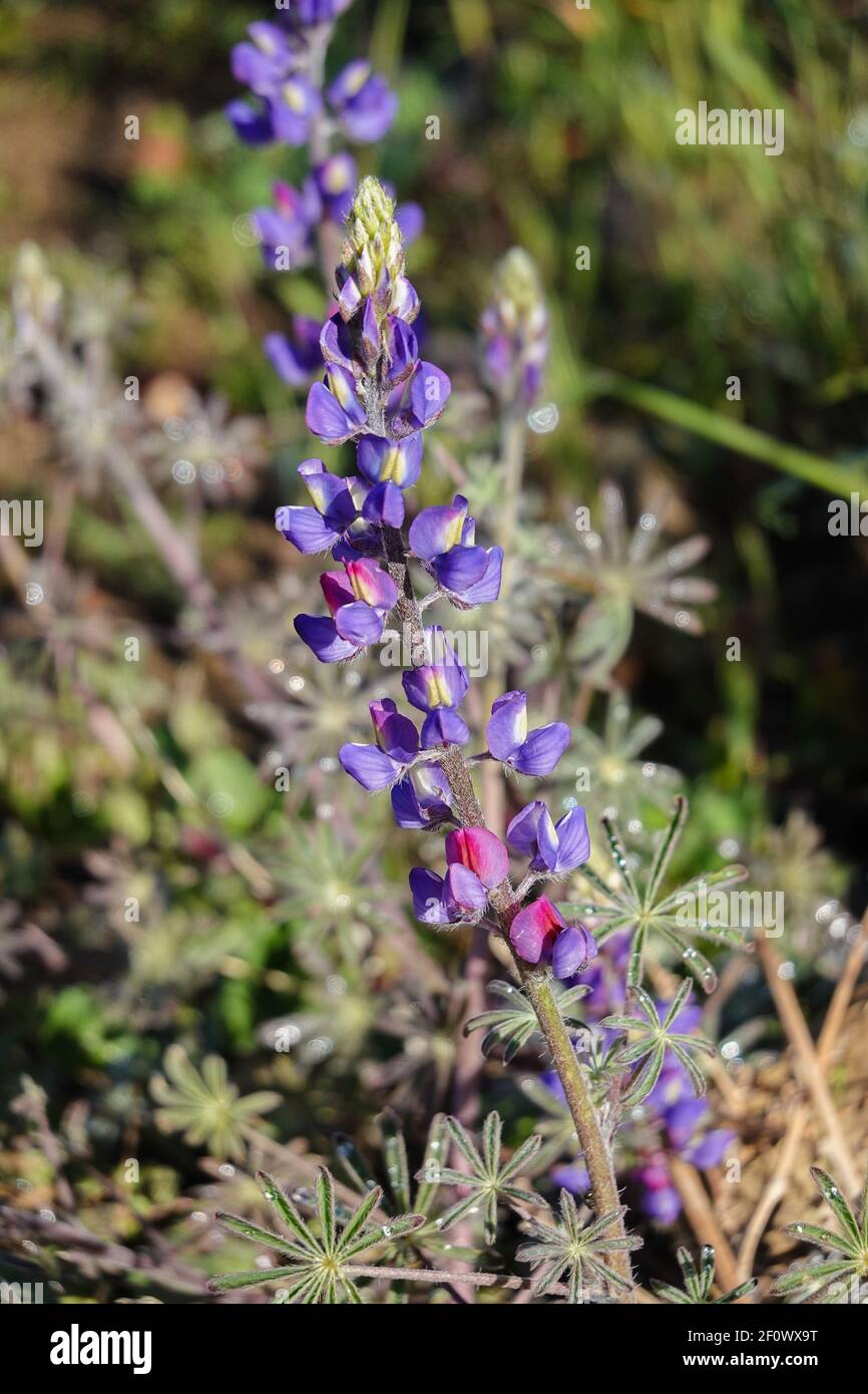 California native wildflowers hi-res stock photography and images - Alamy