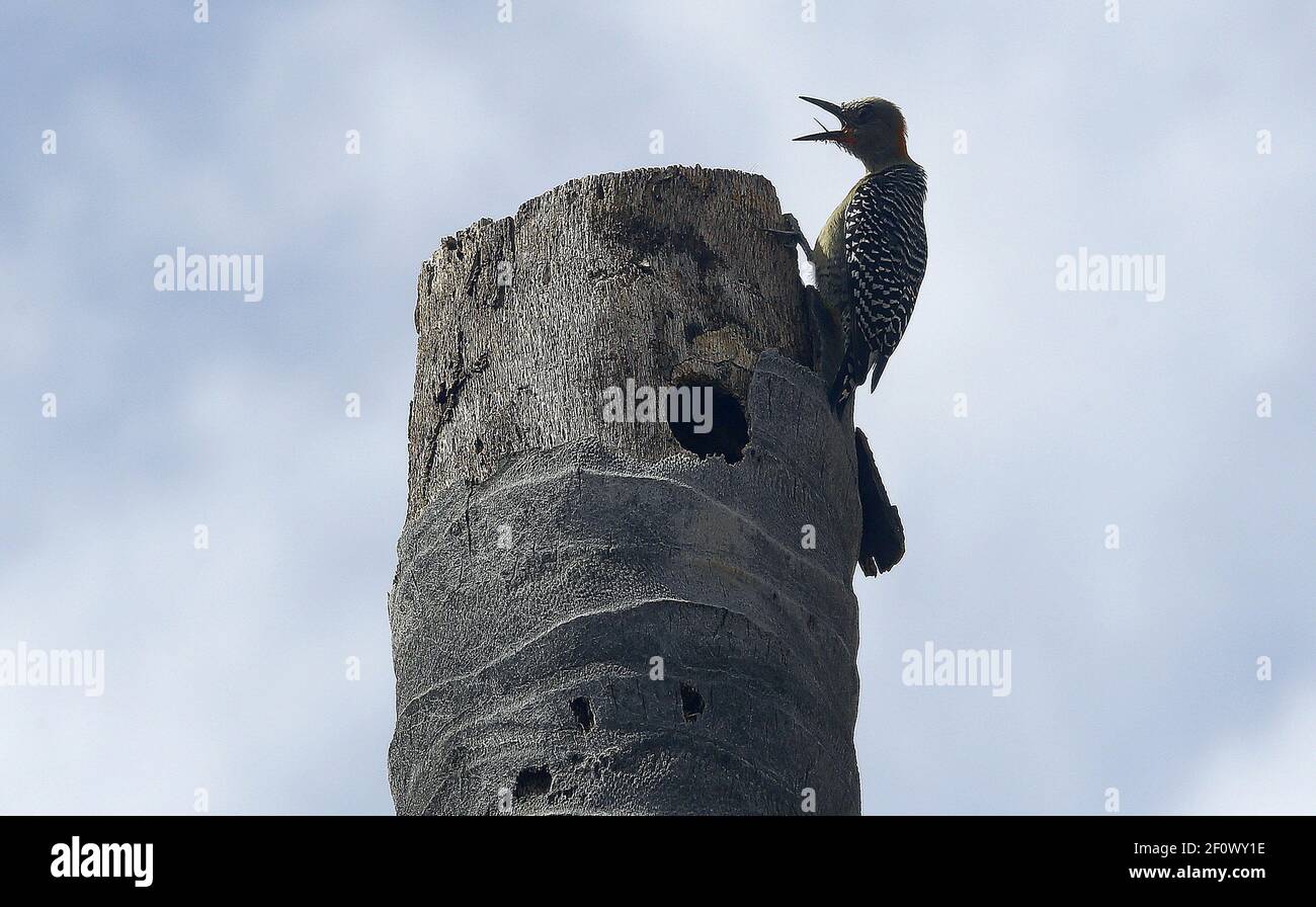 BARCELONA, Anzoategui, Venezuela. 6th Mar, 2021. March 07, 2021 ...