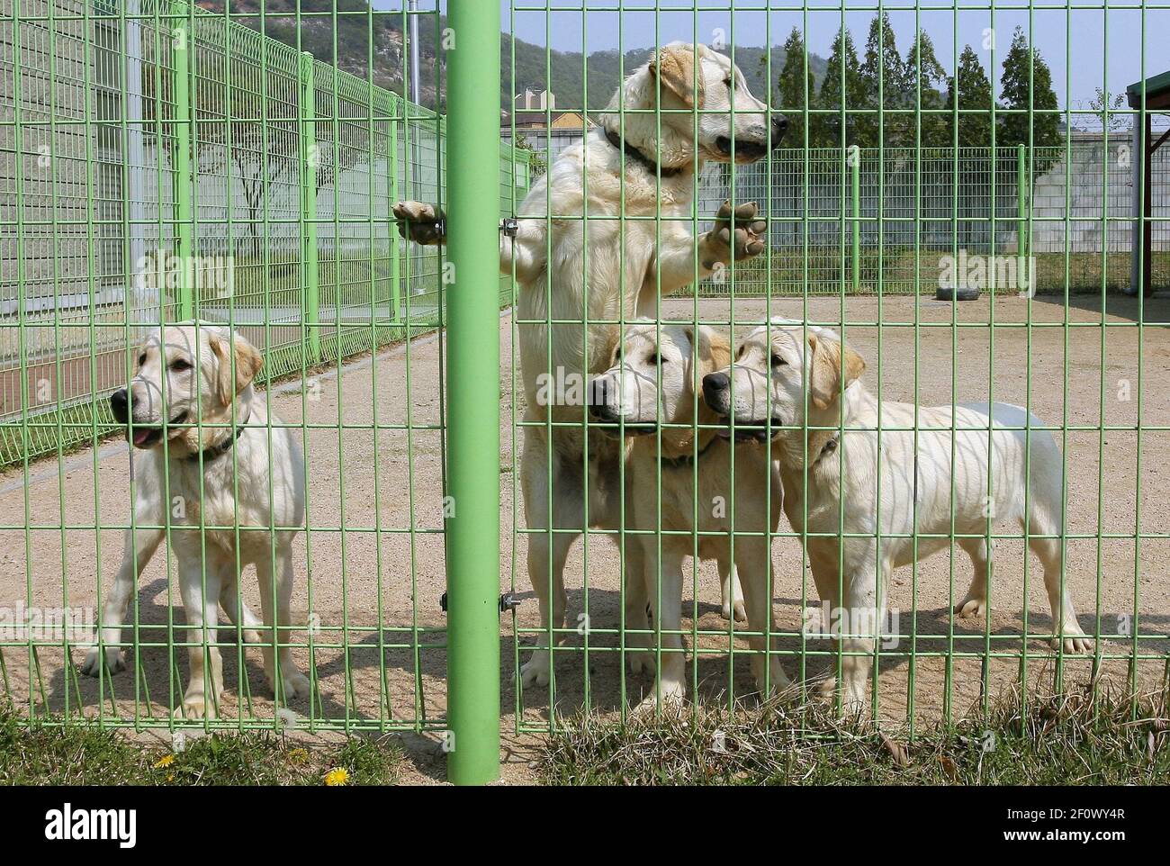 24 April 2008 - Incheon, South Korea - Narcotic-sniffing dogs look out ...