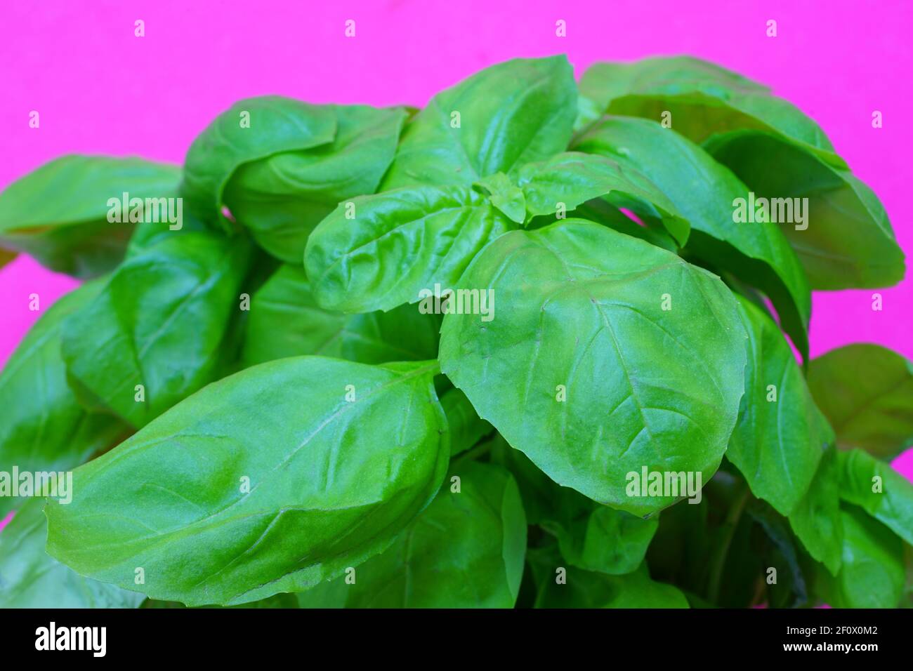 Bunch a fresh hydroponic basil leaves Stock Photo - Alamy