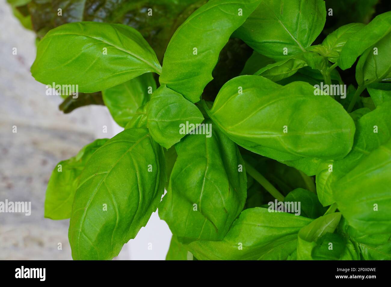 Bunch a fresh hydroponic basil leaves Stock Photo - Alamy