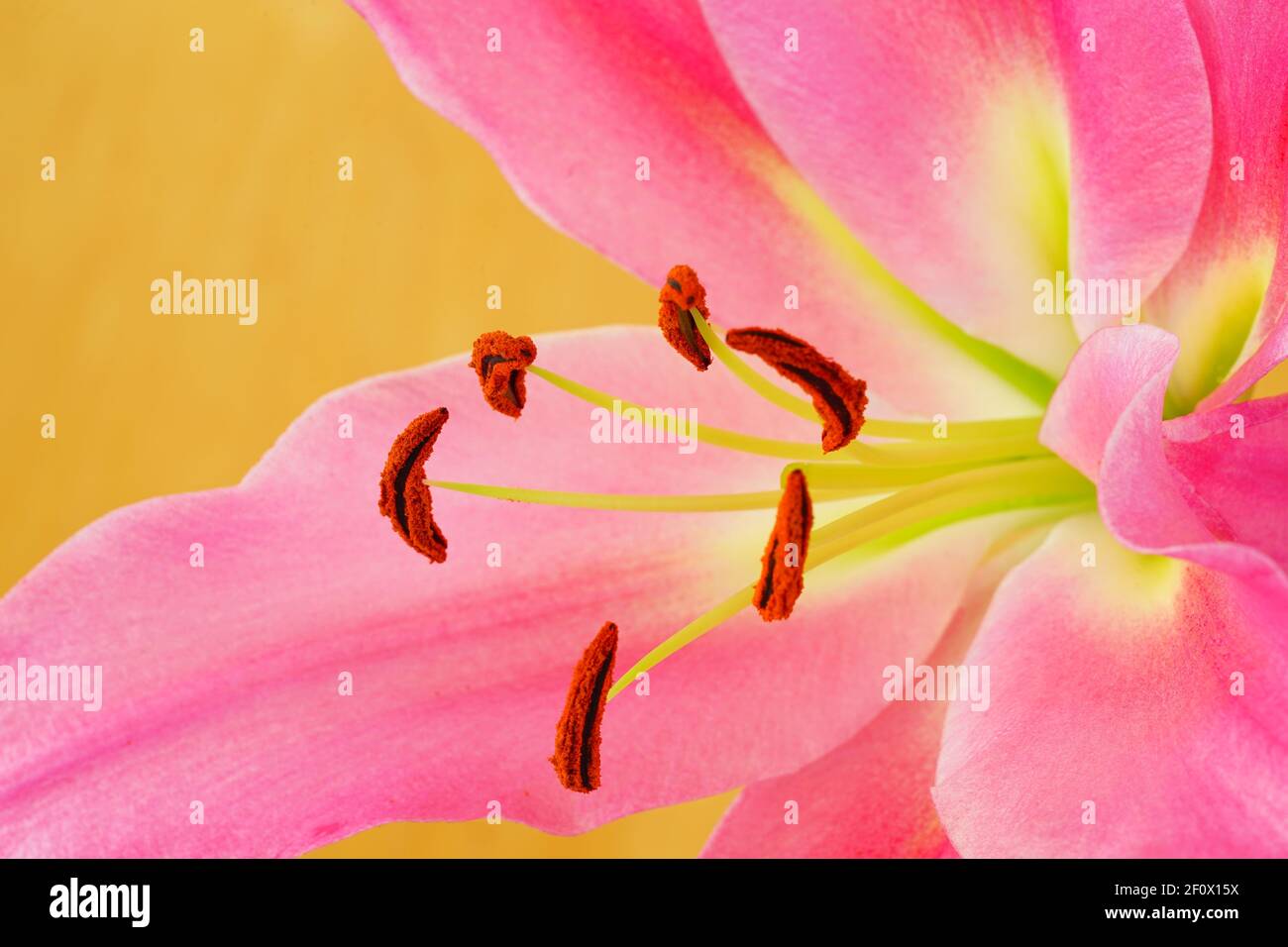 Lily pollen stain hi-res stock photography and images - Alamy