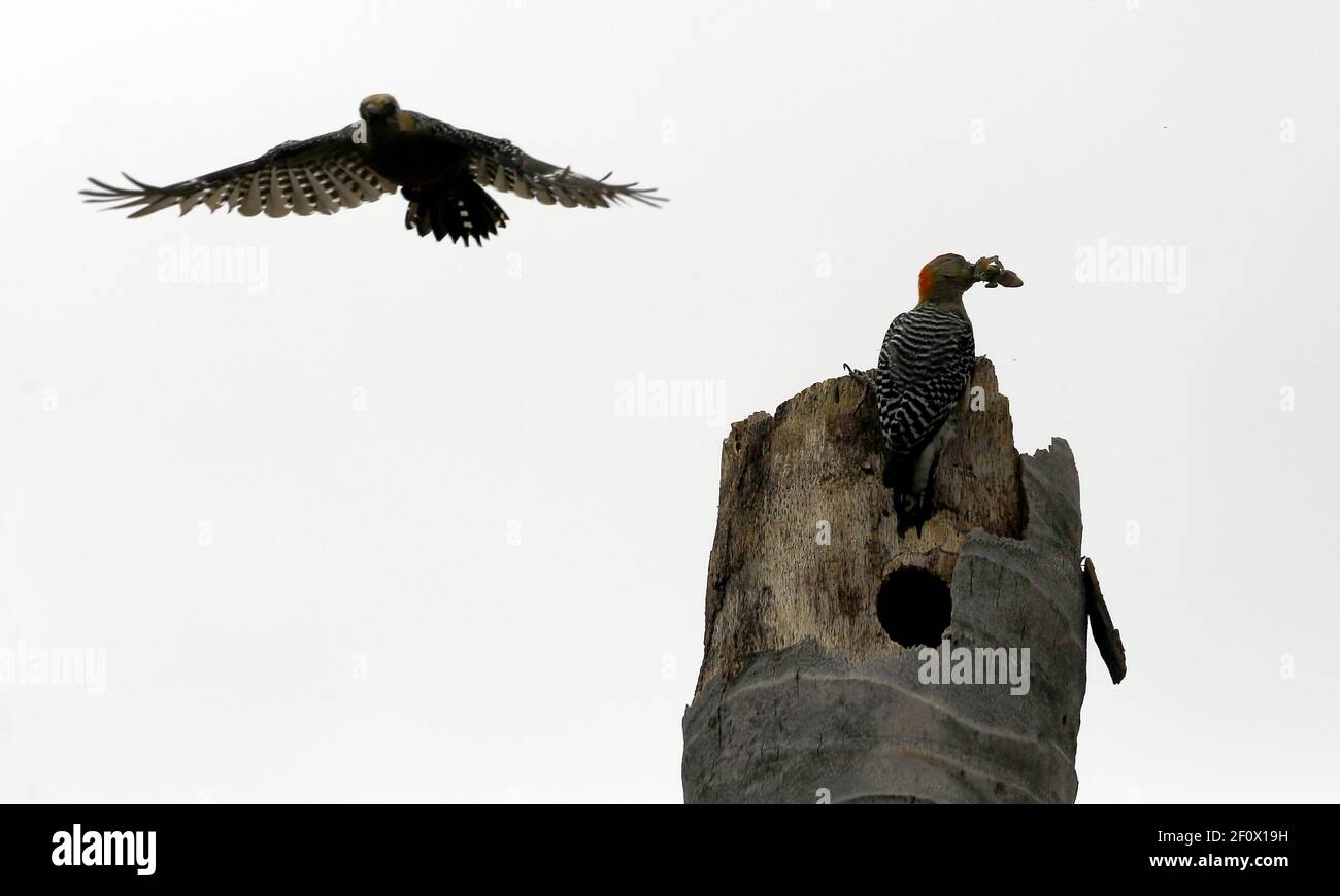 BARCELONA, Anzoategui, Venezuela. 7th Mar, 2021. March 07, 2021 ...