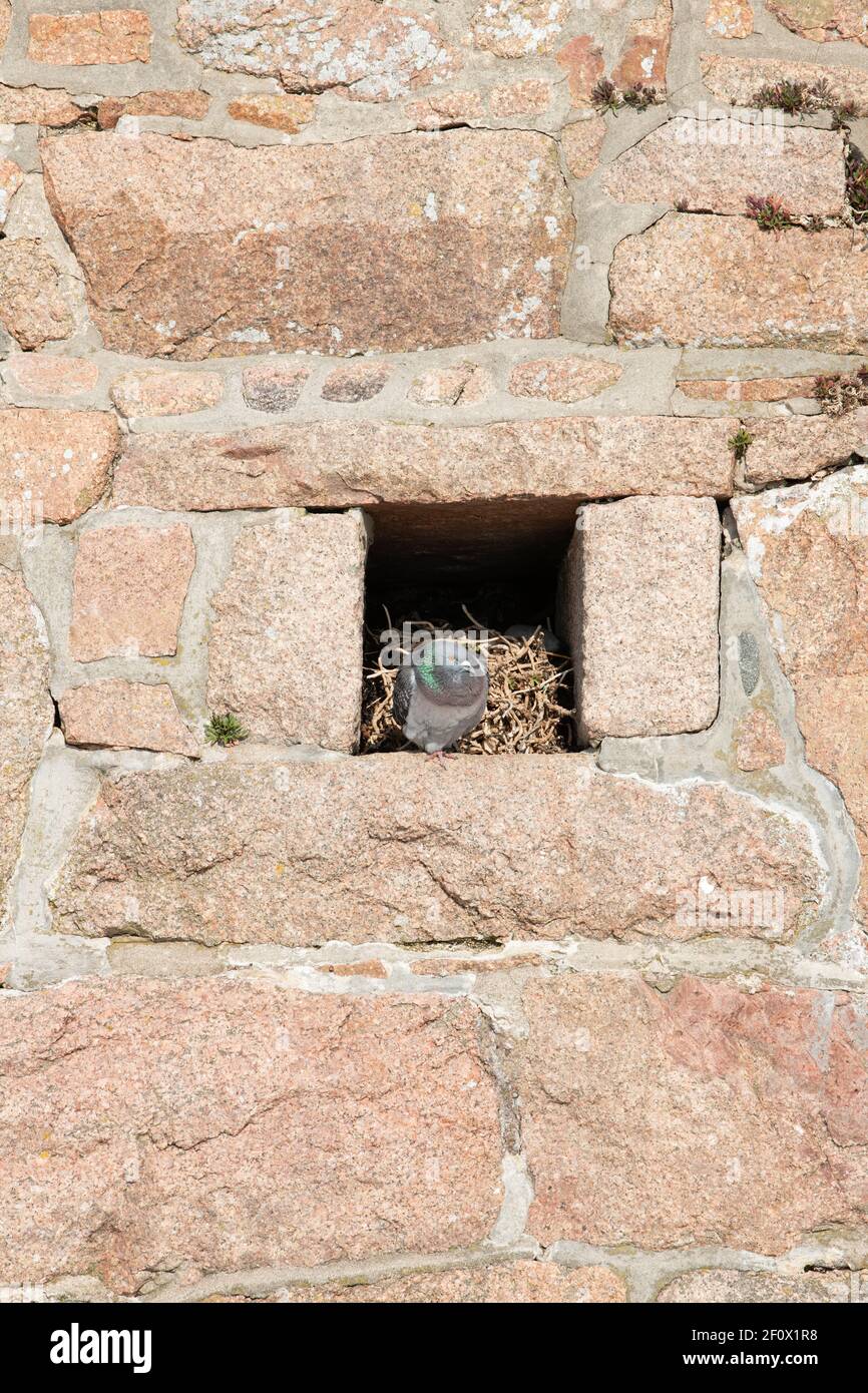 Pigeon in hole is wall with nest. Concept - pigeonholed. Blank space ...
