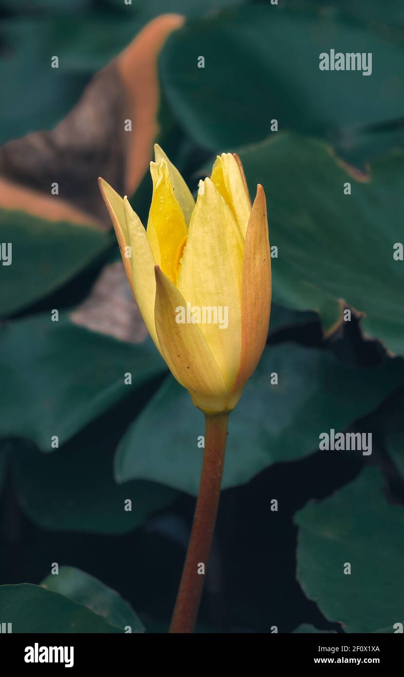 Yellow color lotus hi-res stock photography and images - Alamy