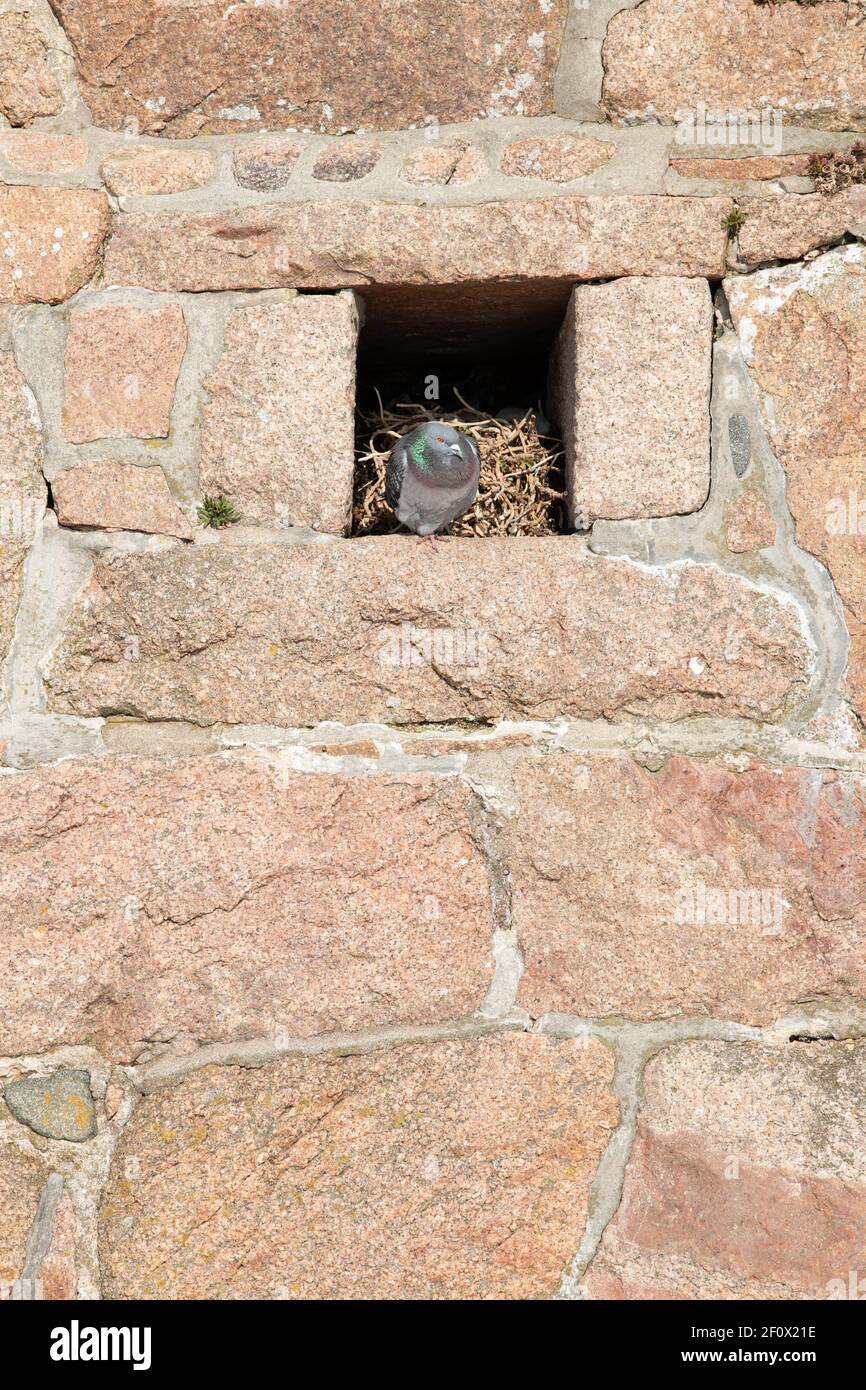 Pigeon in hole is wall with nest. Concept - pigeonholed. Blank space ...