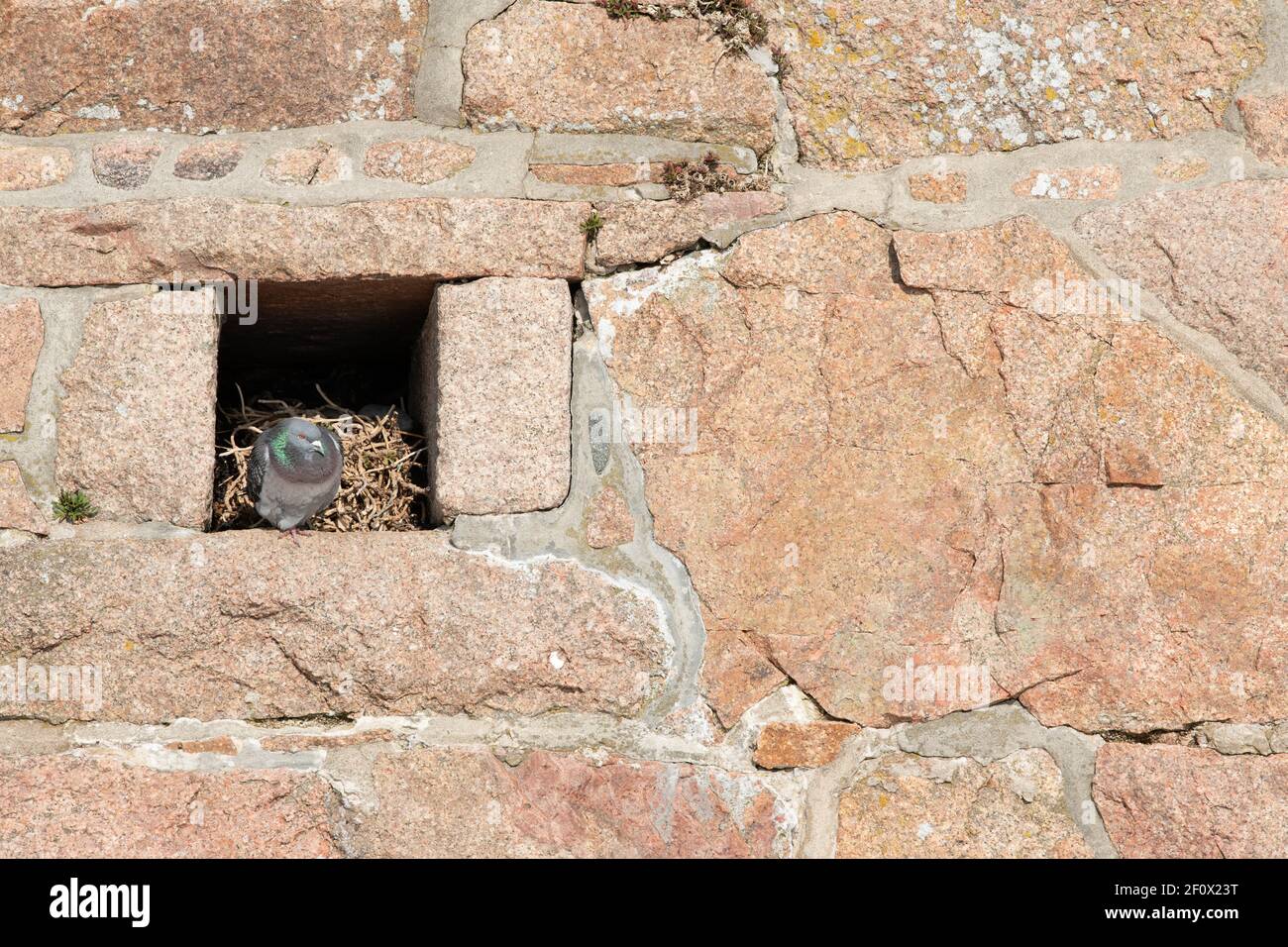 Pigeon in hole is wall with nest. Concept - pigeonholed. Blank space ...