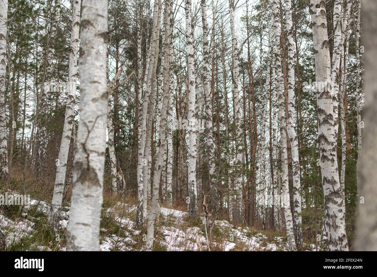 Minimalist white tree pattern hi-res stock photography and images - Alamy