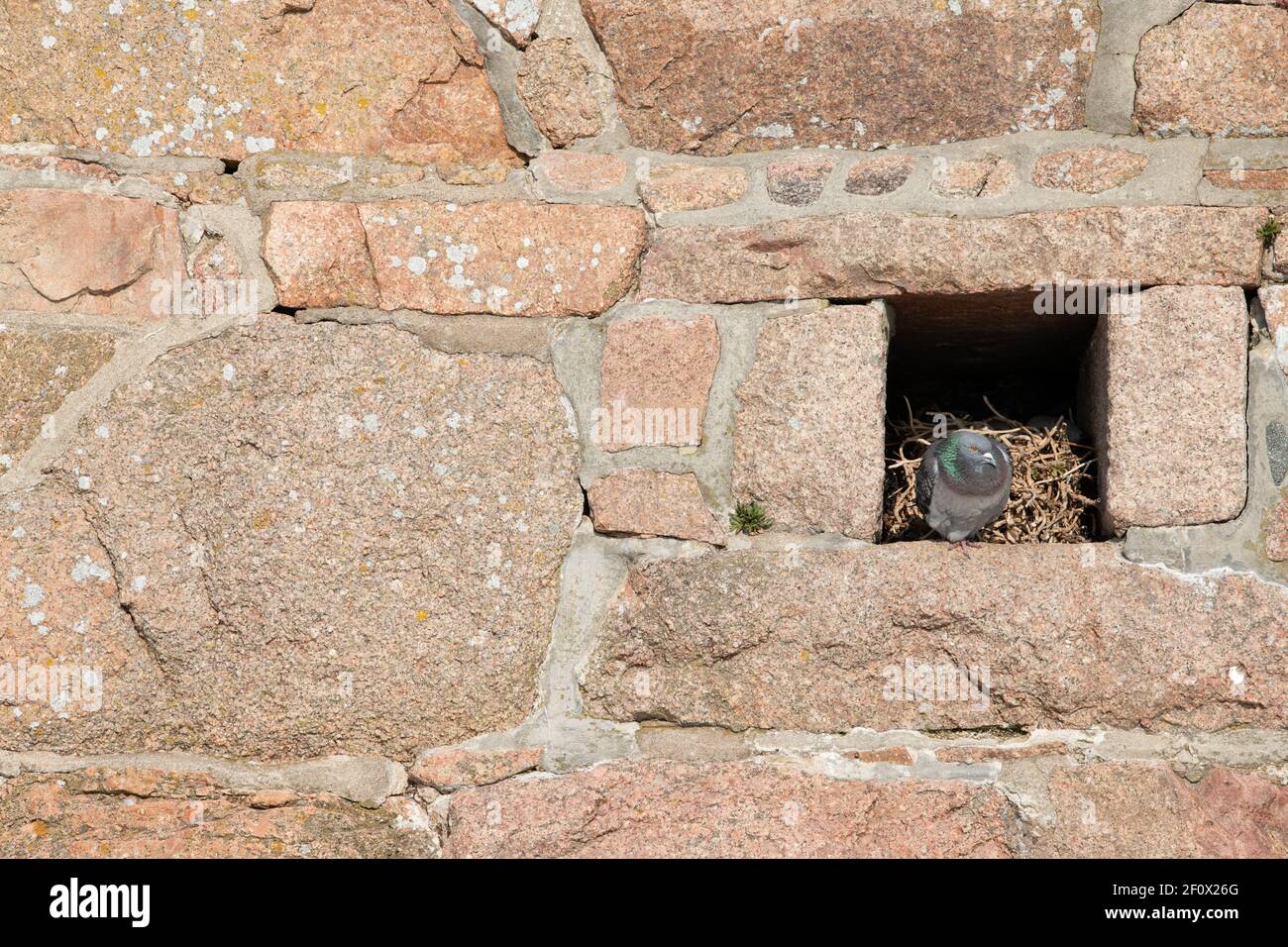Pigeon in hole is wall with nest. Concept - pigeonholed. Blank space ...