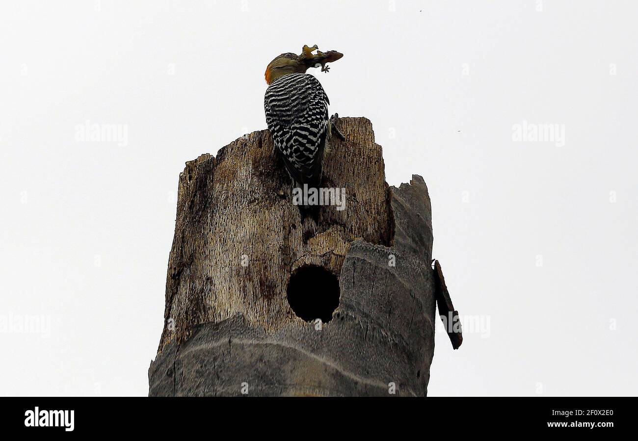 BARCELONA, Anzoategui, Venezuela. 7th Mar, 2021. March 07, 2021 ...