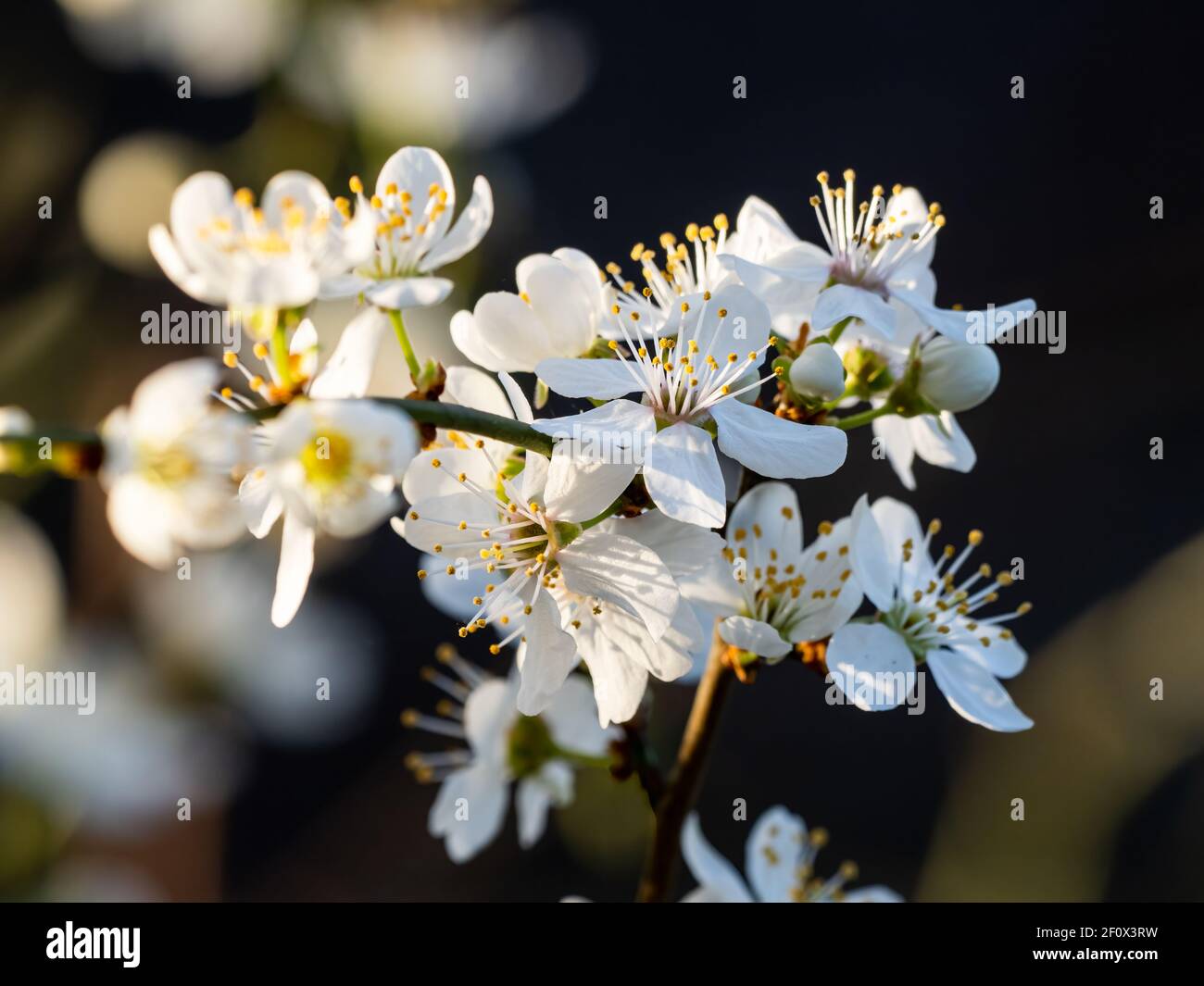 Cherry plum blosom (Prunus cerasifera) in the Beddington Farmlands ...