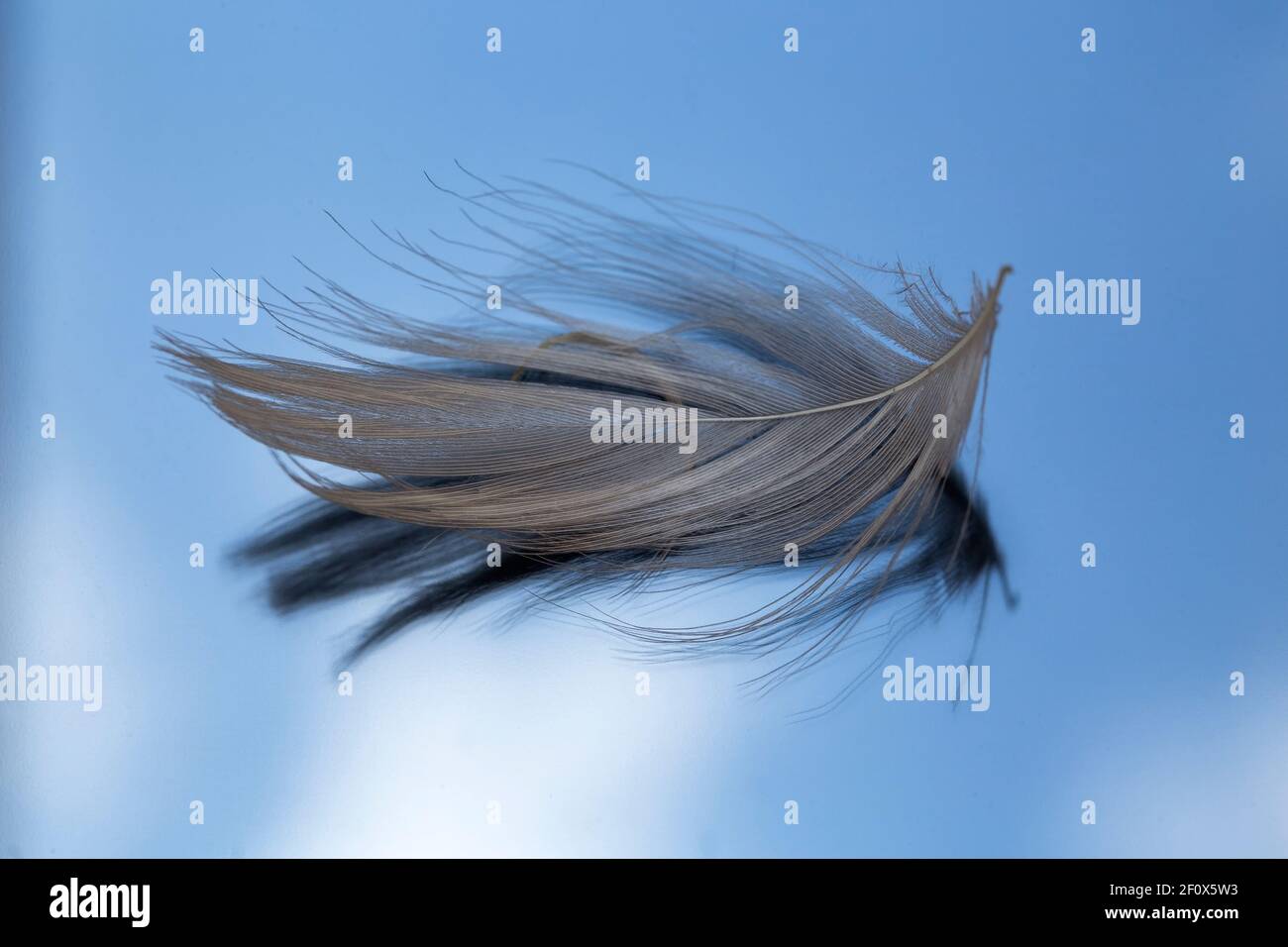 Black feather glass hi-res stock photography and images - Alamy