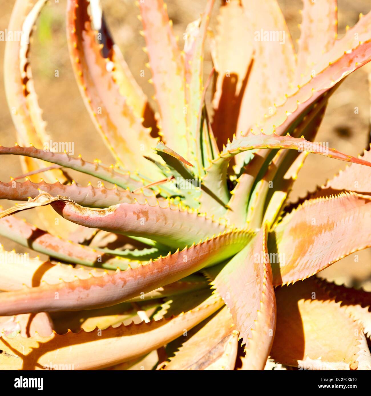 Abstract leaf of cactus plant and light Stock Photo - Alamy