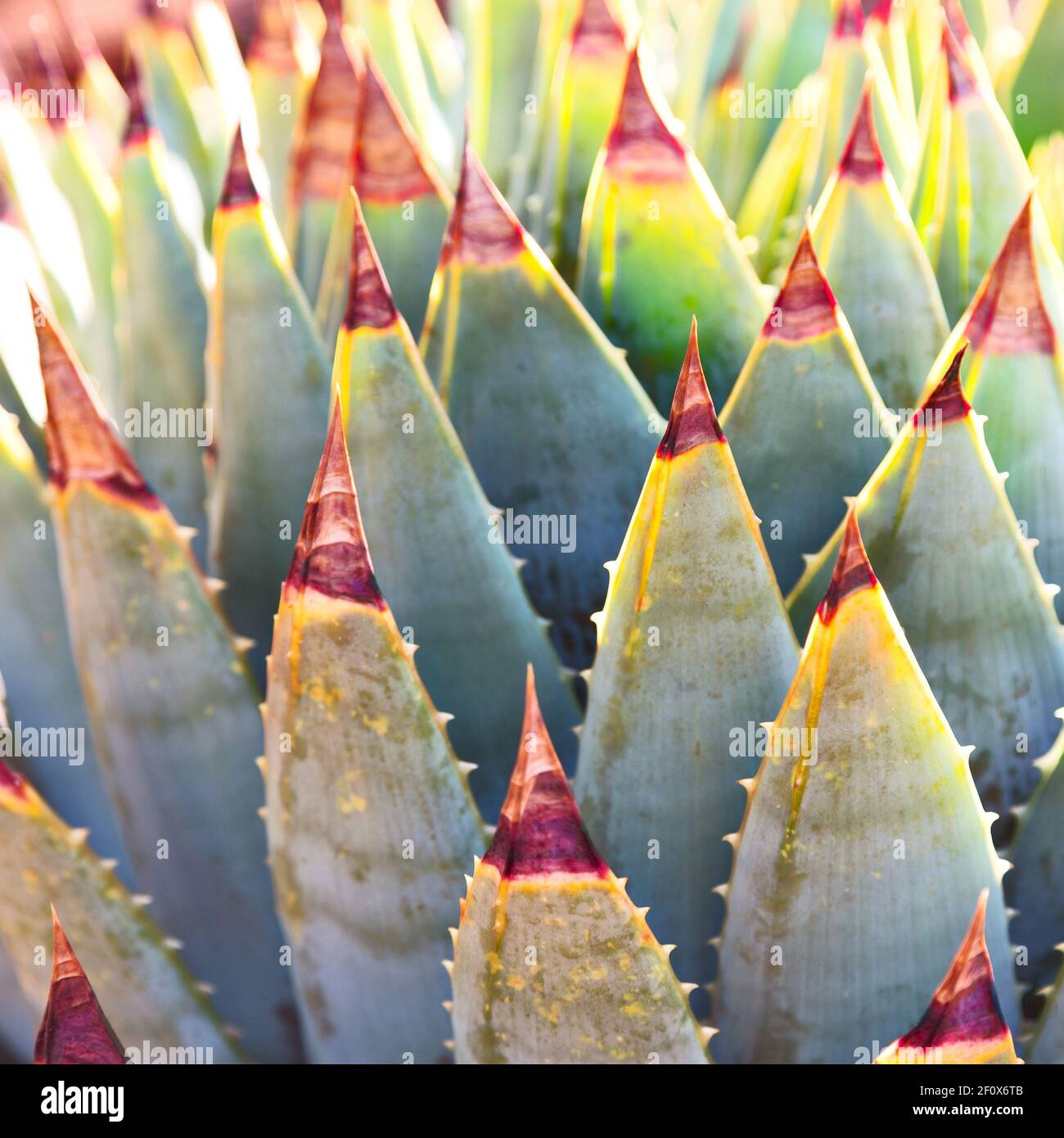 Abstract leaf of cactus plant and light Stock Photo - Alamy