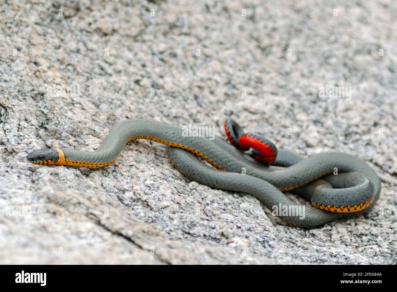 Ring-necked Snake (Diadophis punctatus Stock Photo - Alamy