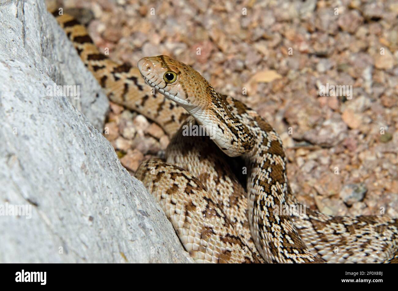 Arizona gopher snake hi-res stock photography and images - Alamy