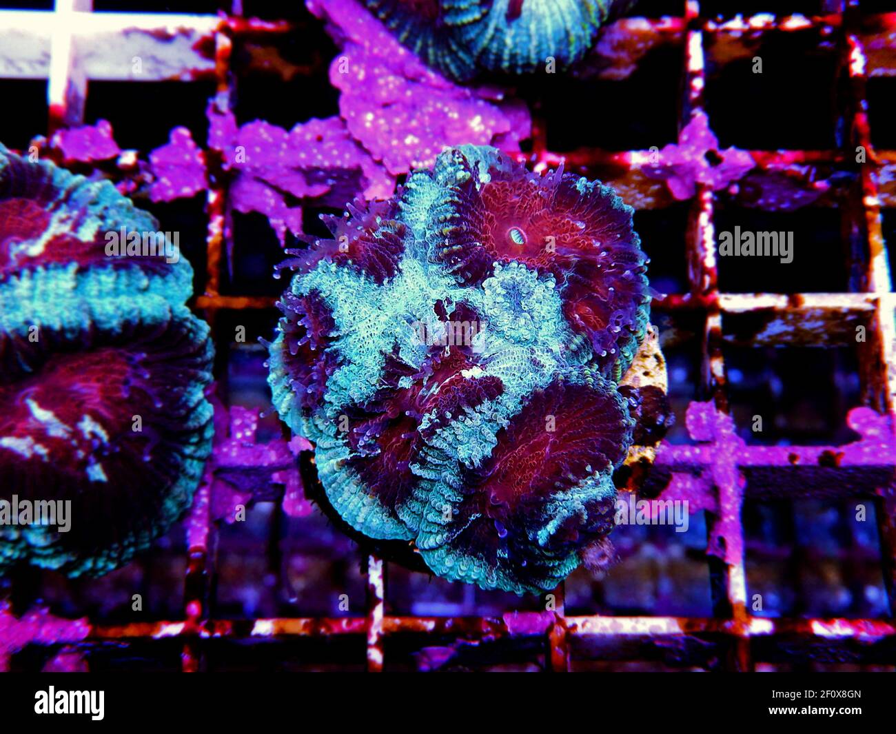 Pinapple farm hi-res stock photography and images - Alamy