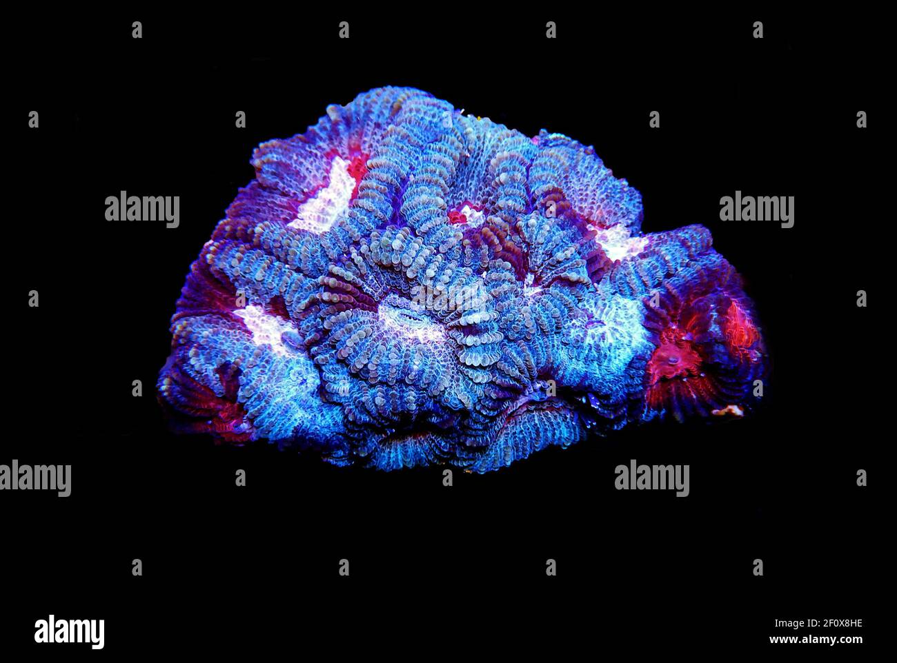 Pinapple farm hi-res stock photography and images - Alamy