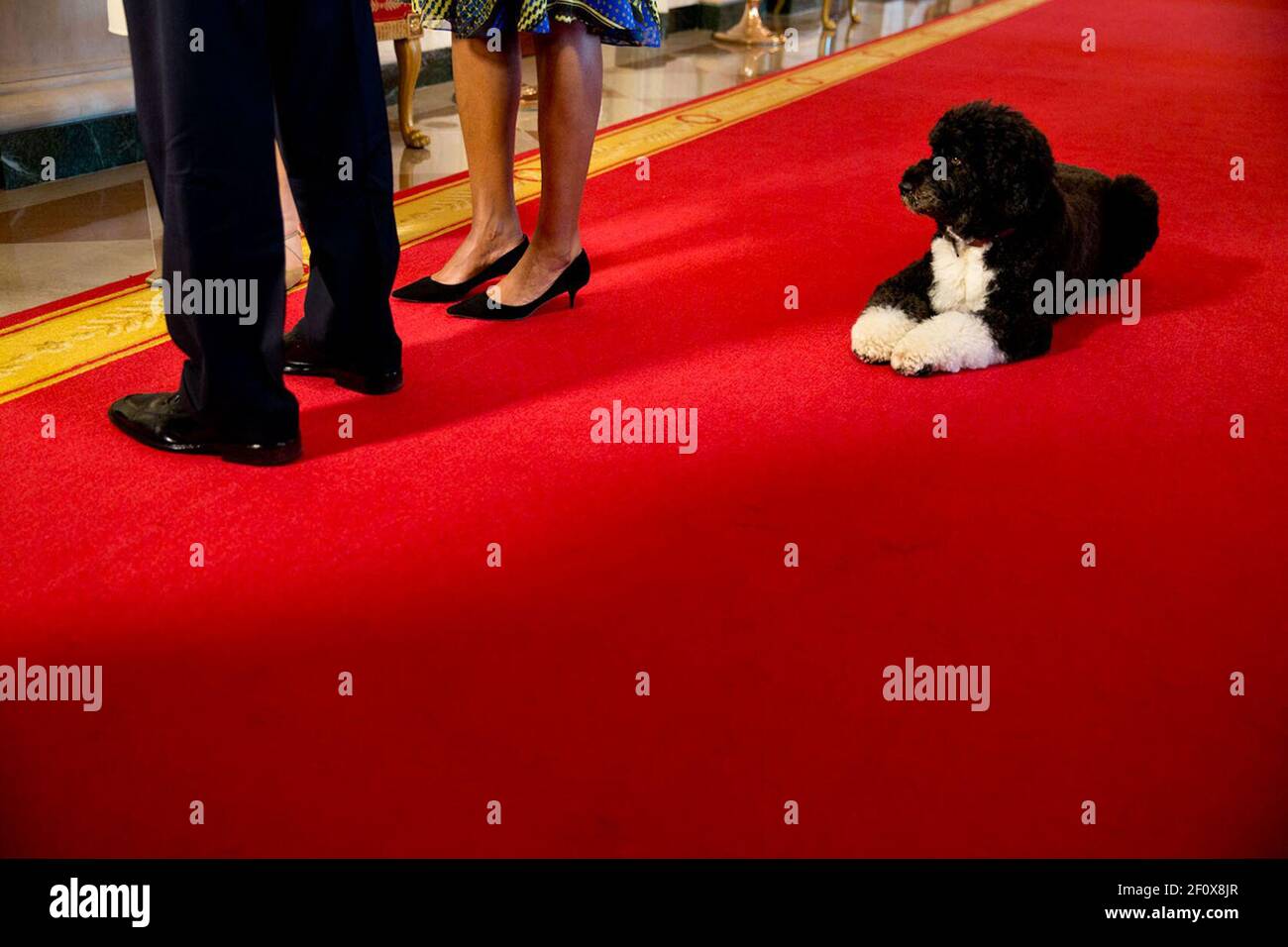 Bo dog obama hi-res stock photography and images - Alamy