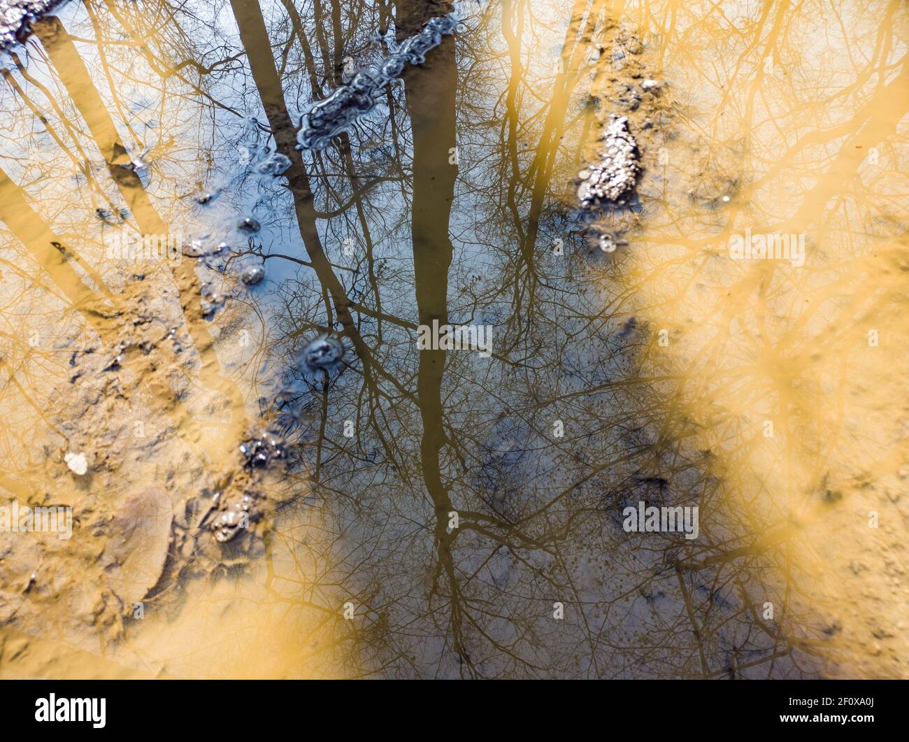Tree reflected in a puddle hi-res stock photography and images - Alamy
