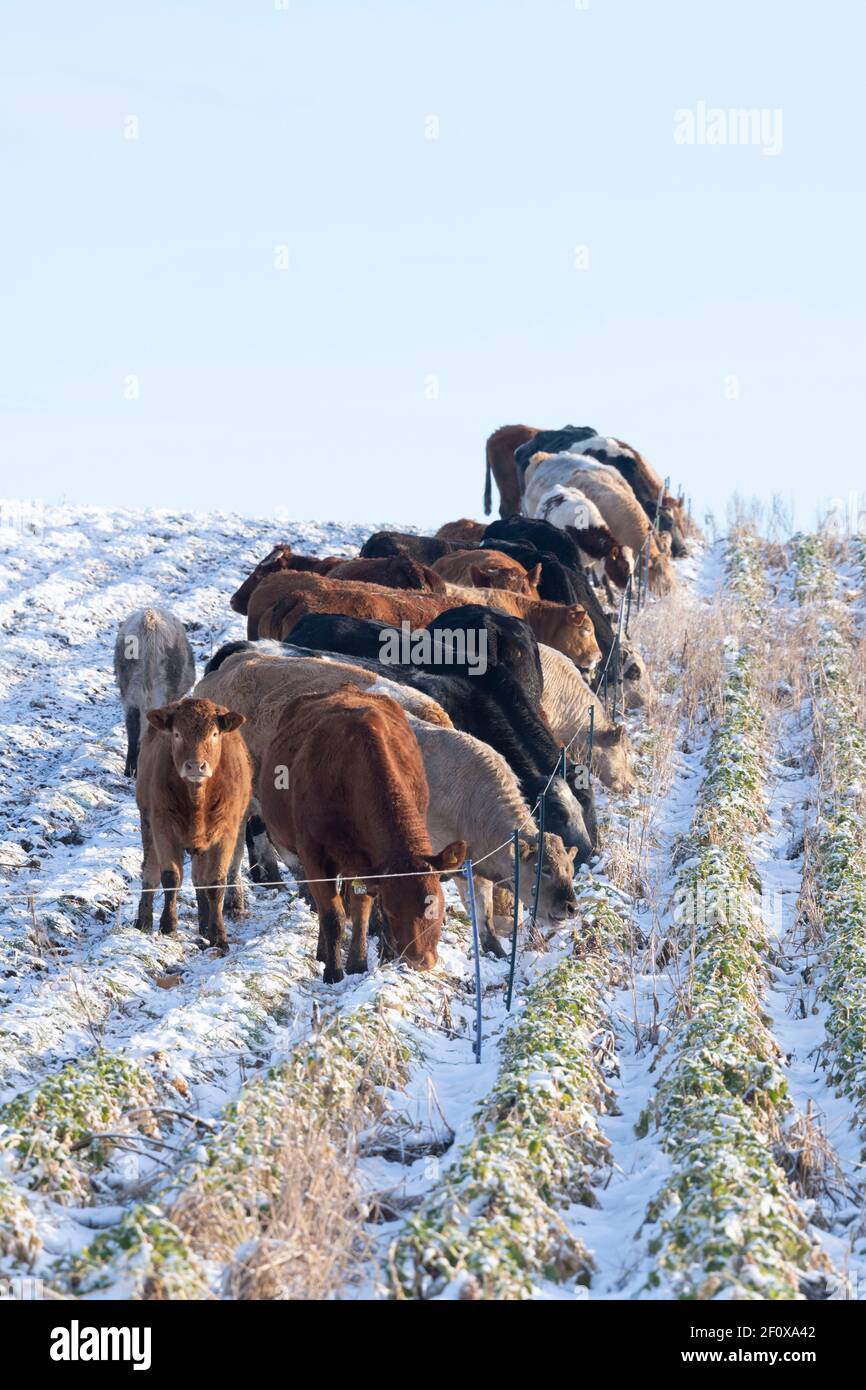 Fodder crop hi-res stock photography and images - Alamy