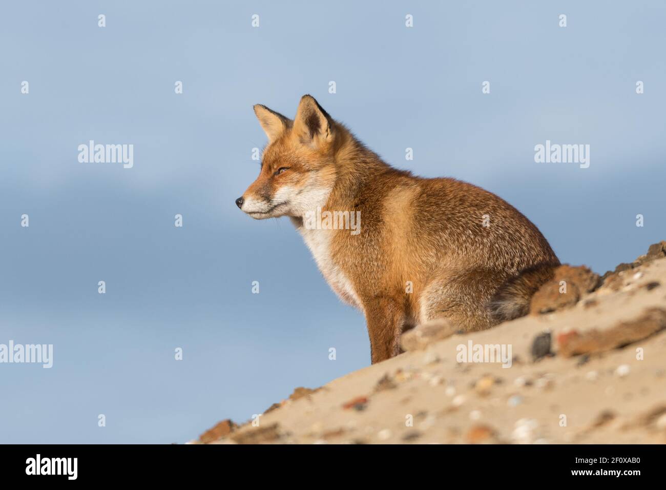 Red fox is relaxing on a sand hill, photographed in the dunes of the ...