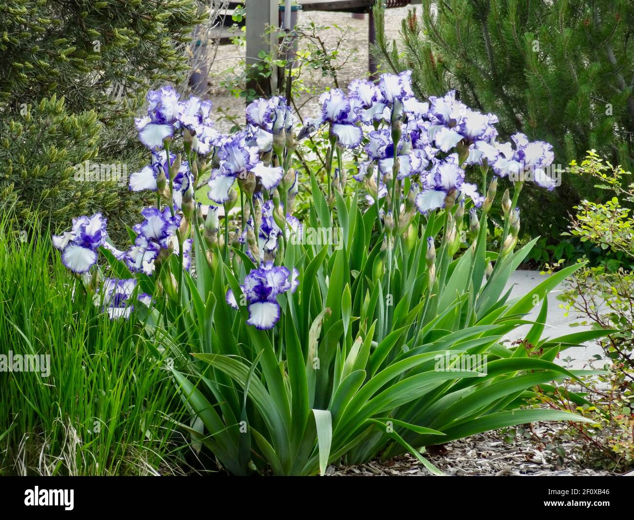 A blue and white tall bearded iris has fully blossomed in early summer ...