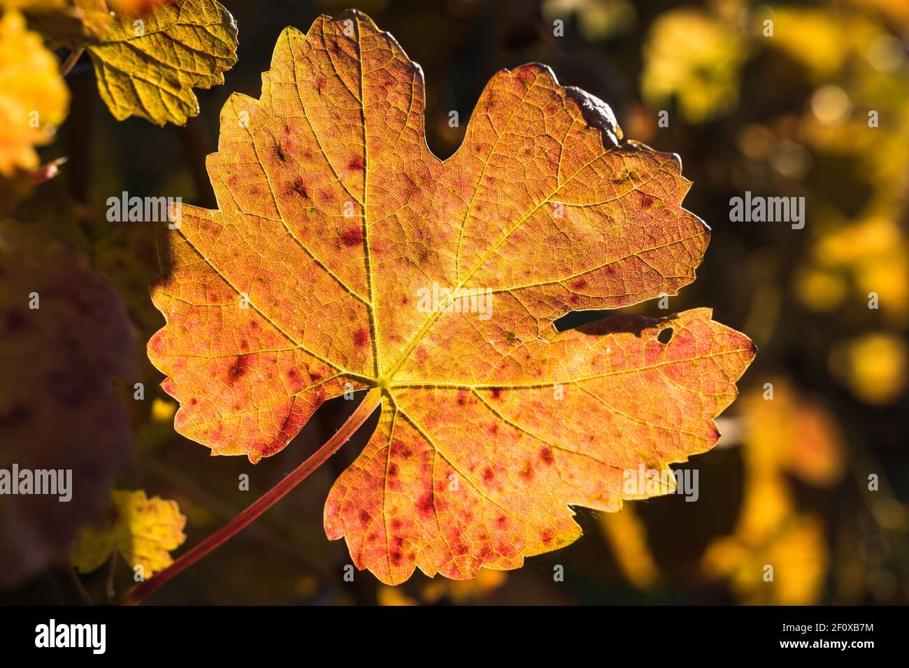 Colours of wine hi-res stock photography and images - Alamy