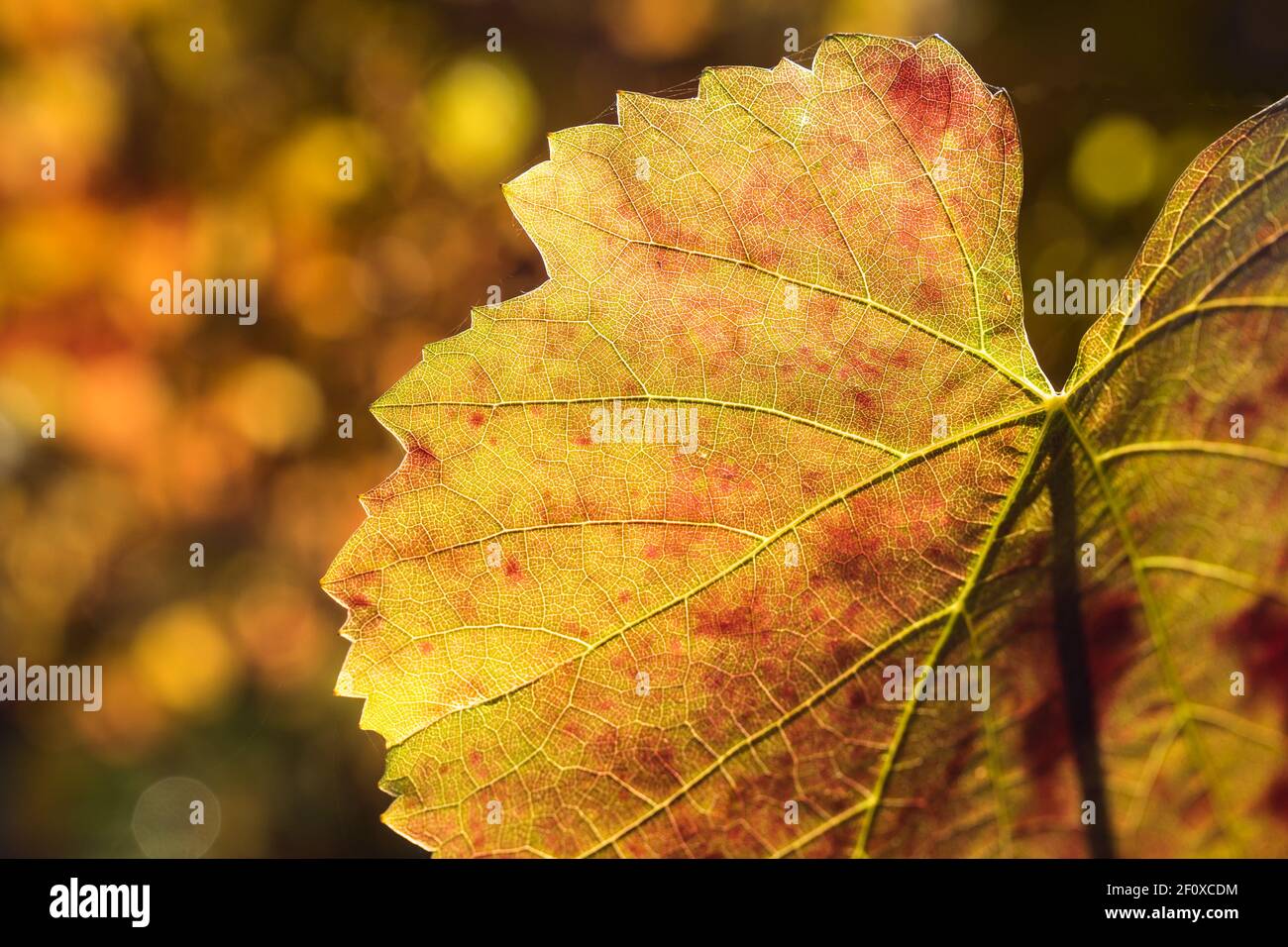 Wine leaf in autumn (5 Stock Photo - Alamy