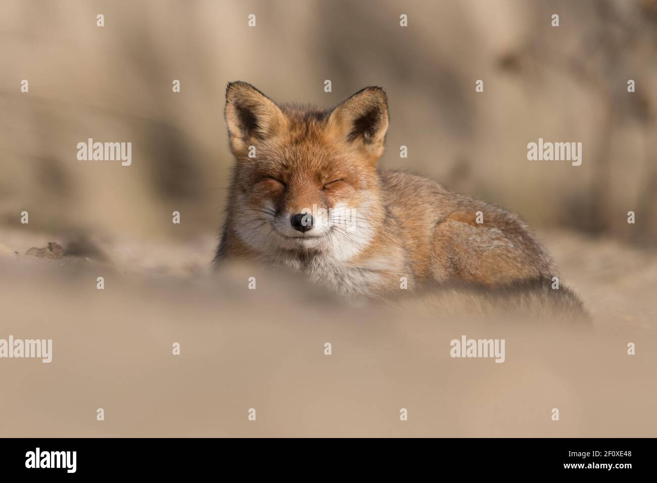 Red fox is relaxing in the sand, photographed in the dunes of the ...