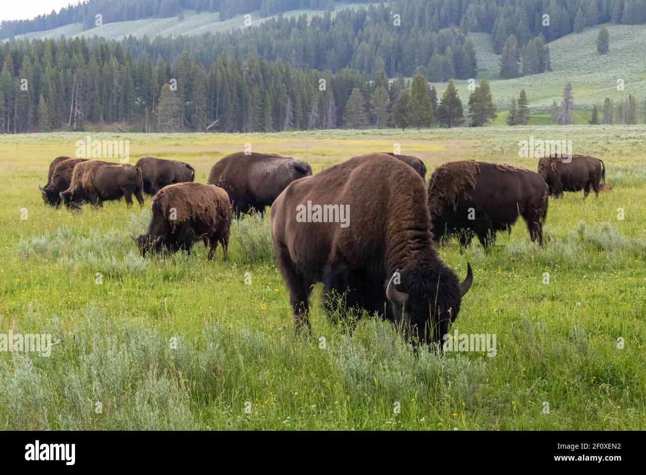 The amazing natural beauty of Yellowstone National Park Stock Photo - Alamy
