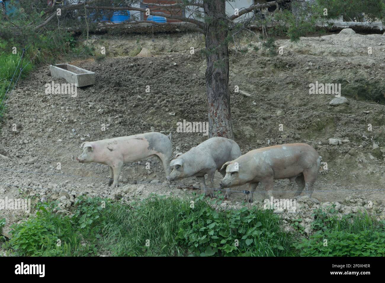Three pigs look for something to eat under a tree Stock Photo - Alamy