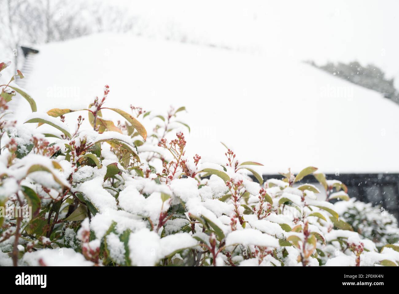 A bush or shrub with snow on, whilst it is snowing. An outbuilding in ...