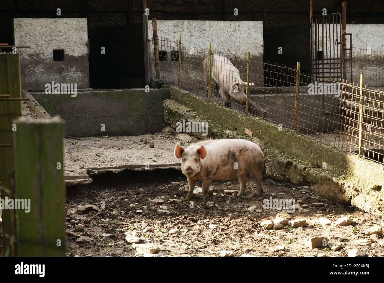 Pig farming italy hi-res stock photography and images - Alamy