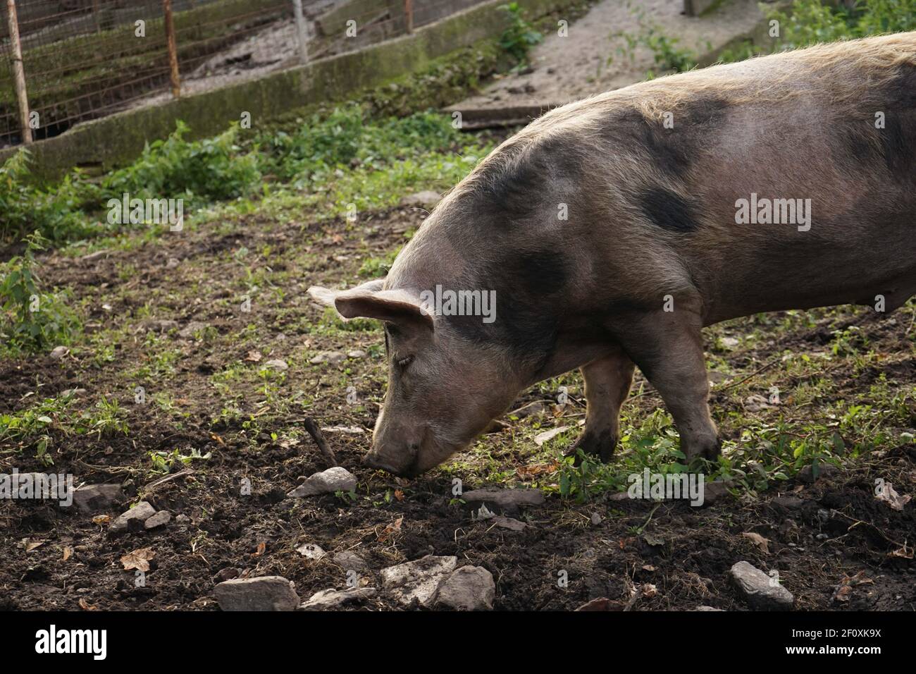 Pig farming italy hi-res stock photography and images - Alamy