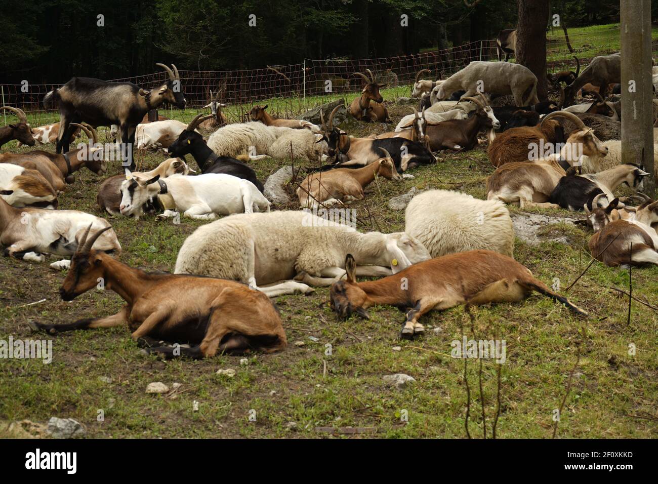 Goats rest in a mountain pasture Stock Photo - Alamy
