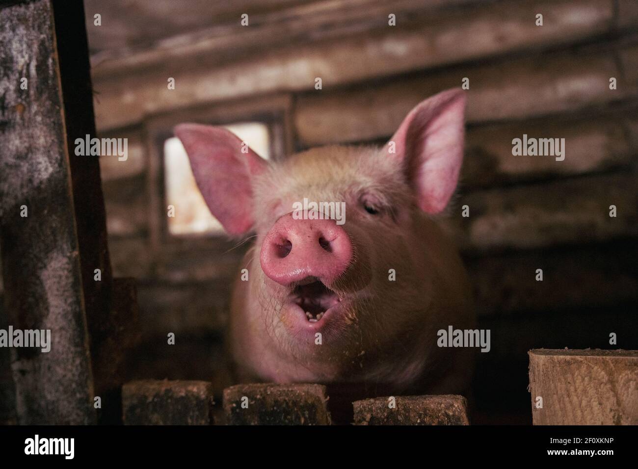 Pig head open mouth hi-res stock photography and images - Alamy