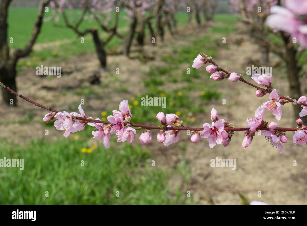 Peach trees in bloom in spring Stock Photo - Alamy