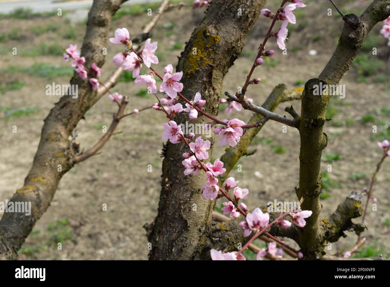 Peach trees spring nobody hi-res stock photography and images - Alamy