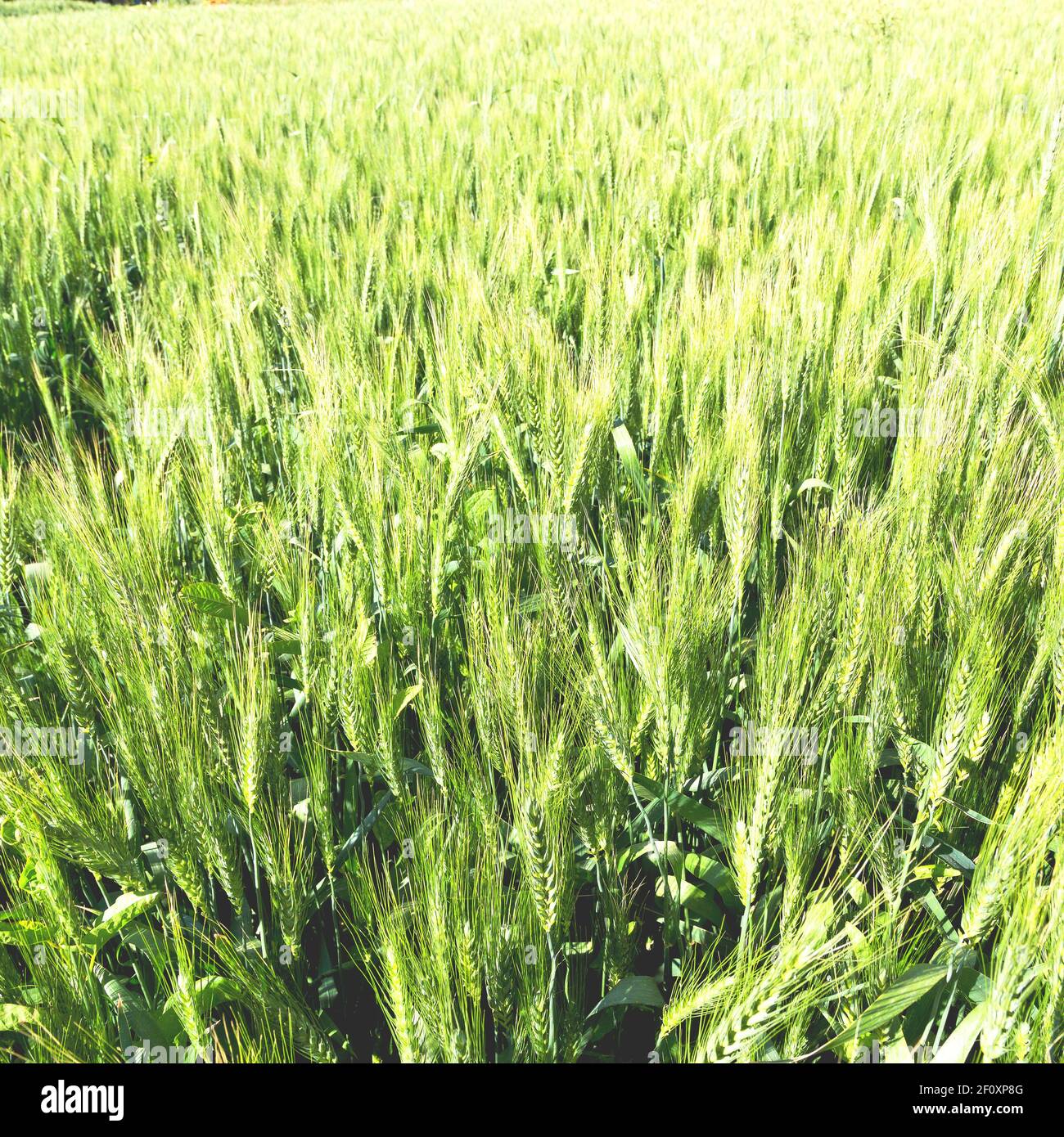 Dry farming iran hi-res stock photography and images - Alamy