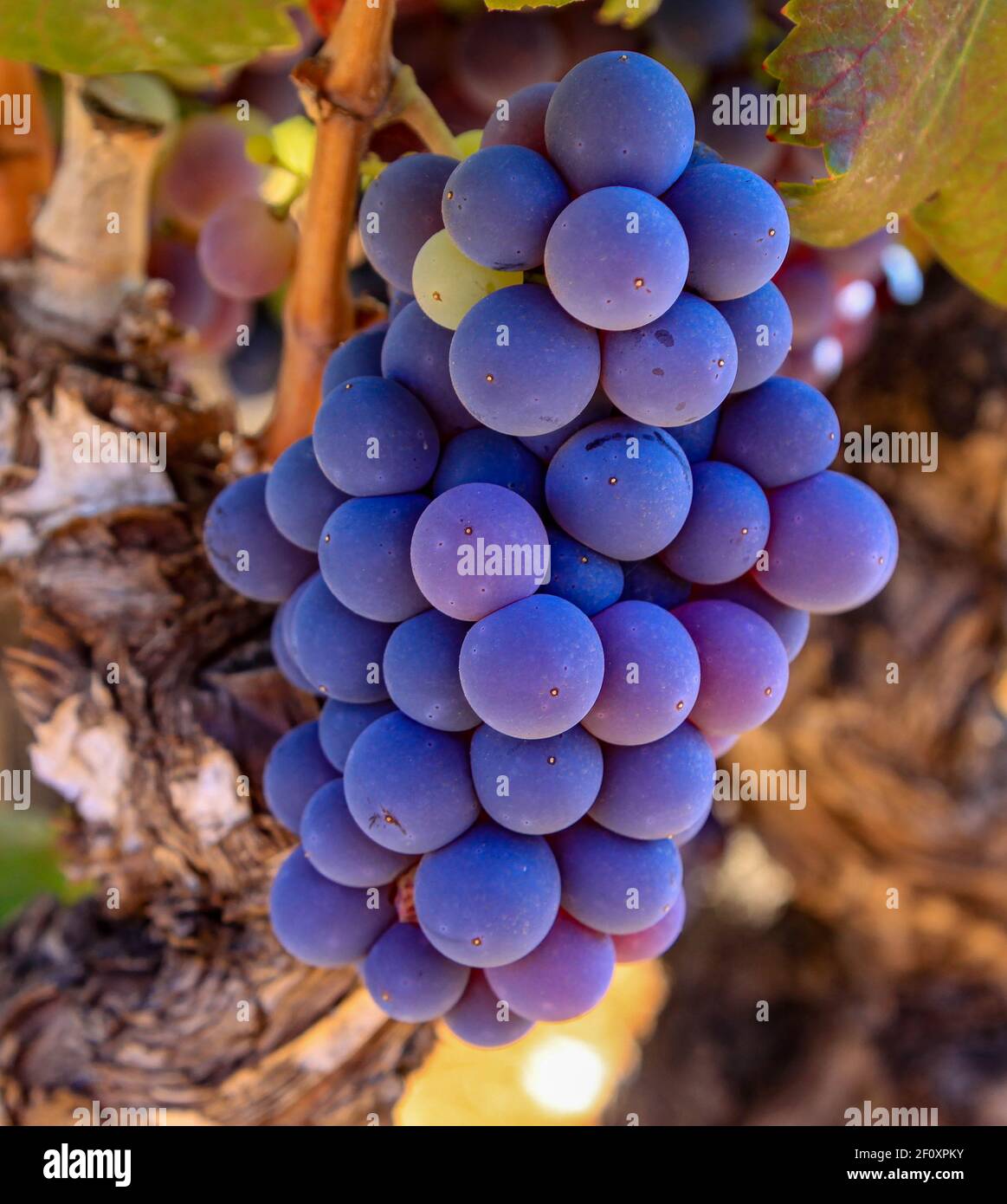 Grapes, Jalon Valley, Costa Blanca, spain Stock Photo - Alamy