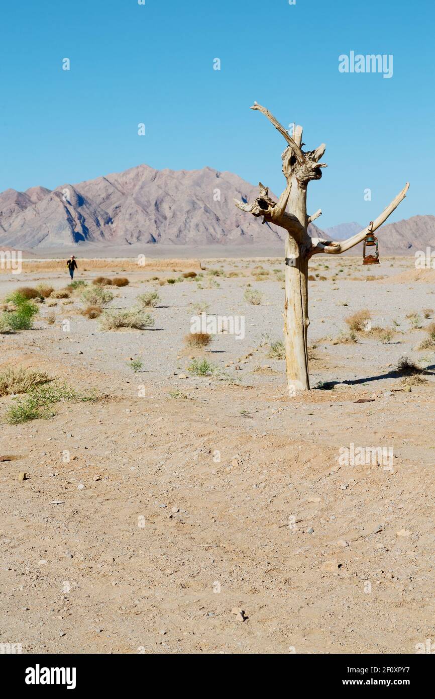 Tree in lut desert hi-res stock photography and images - Alamy
