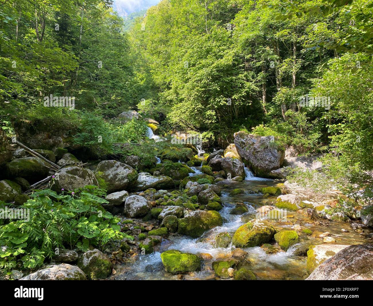 Stream in the woods in the Marguareis Natural Park, Piedmont - Italy ...