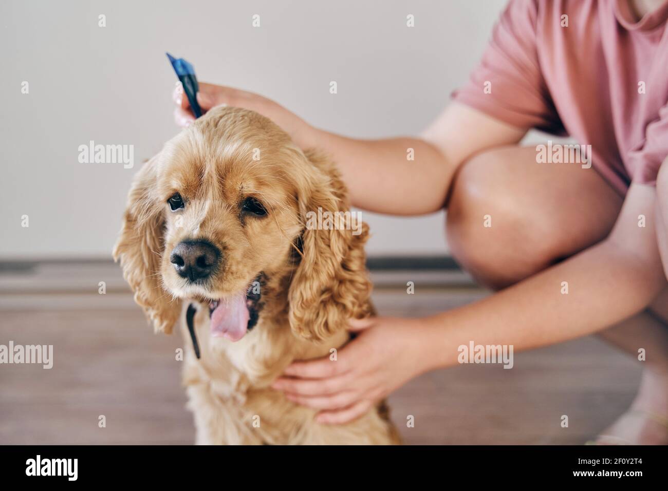 The dog is dripped on the withers with a parasite remedy Stock Photo ...