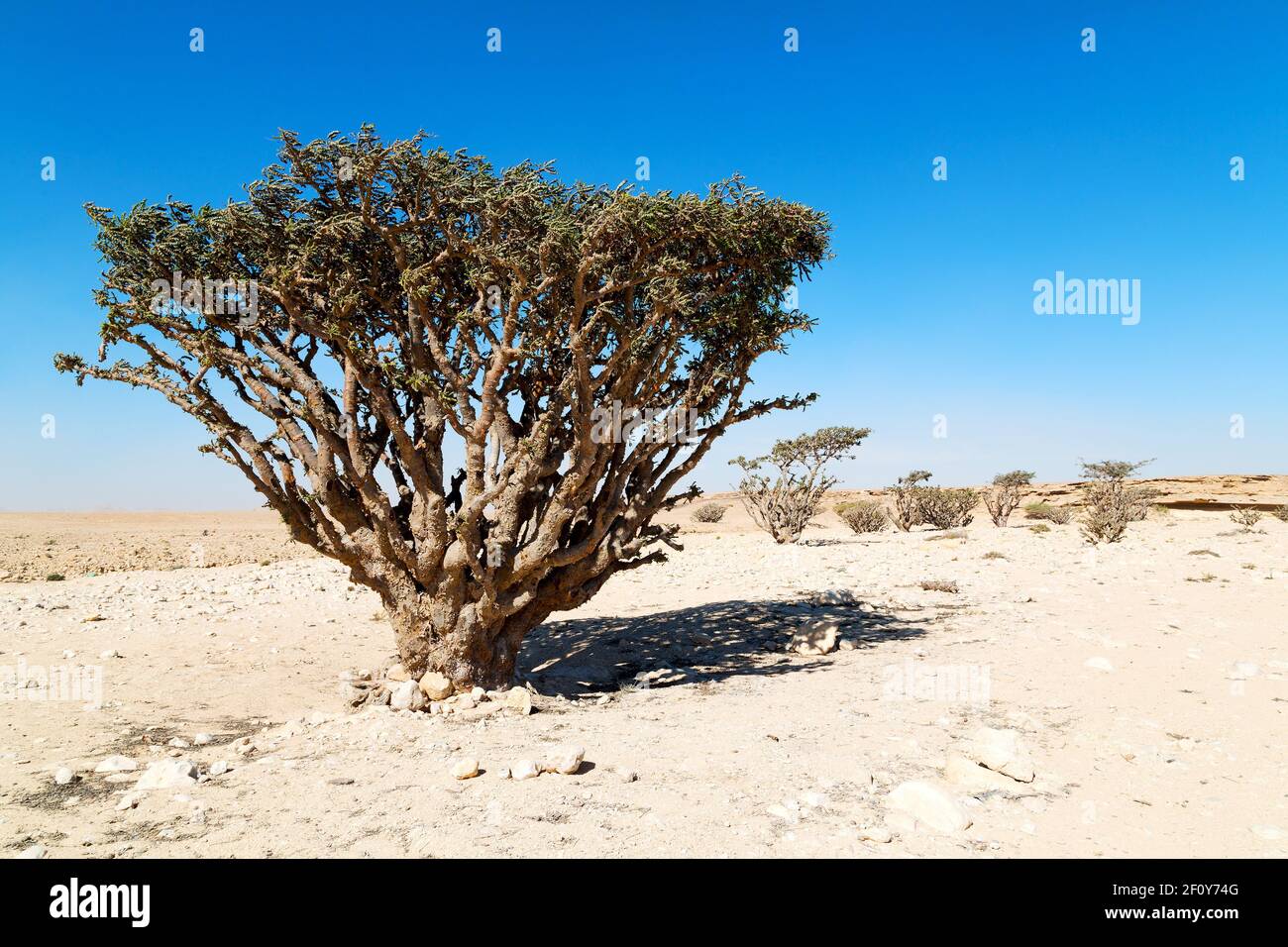 In oman old desert Stock Photo - Alamy