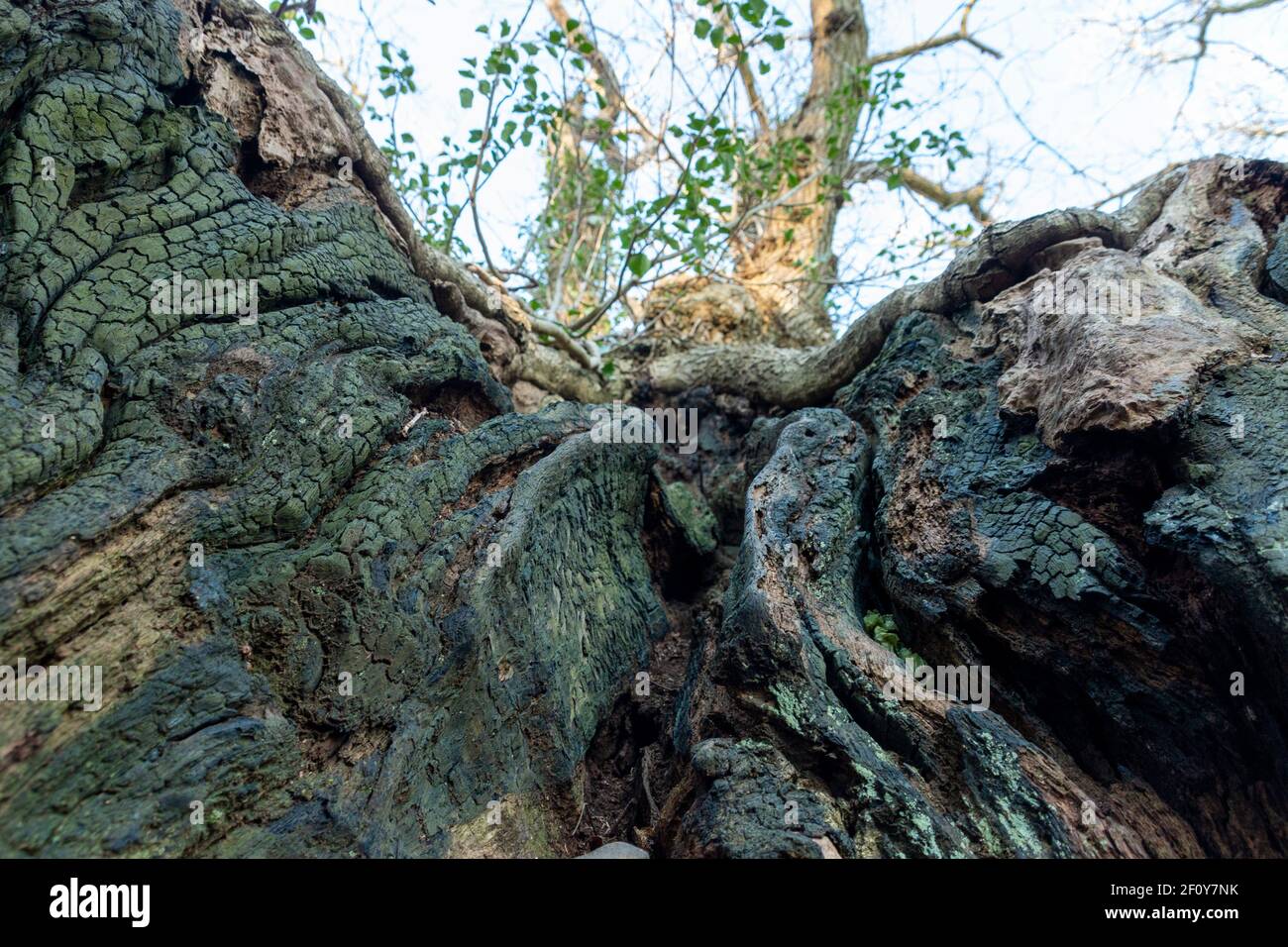 Hollow trees farm hi-res stock photography and images - Alamy