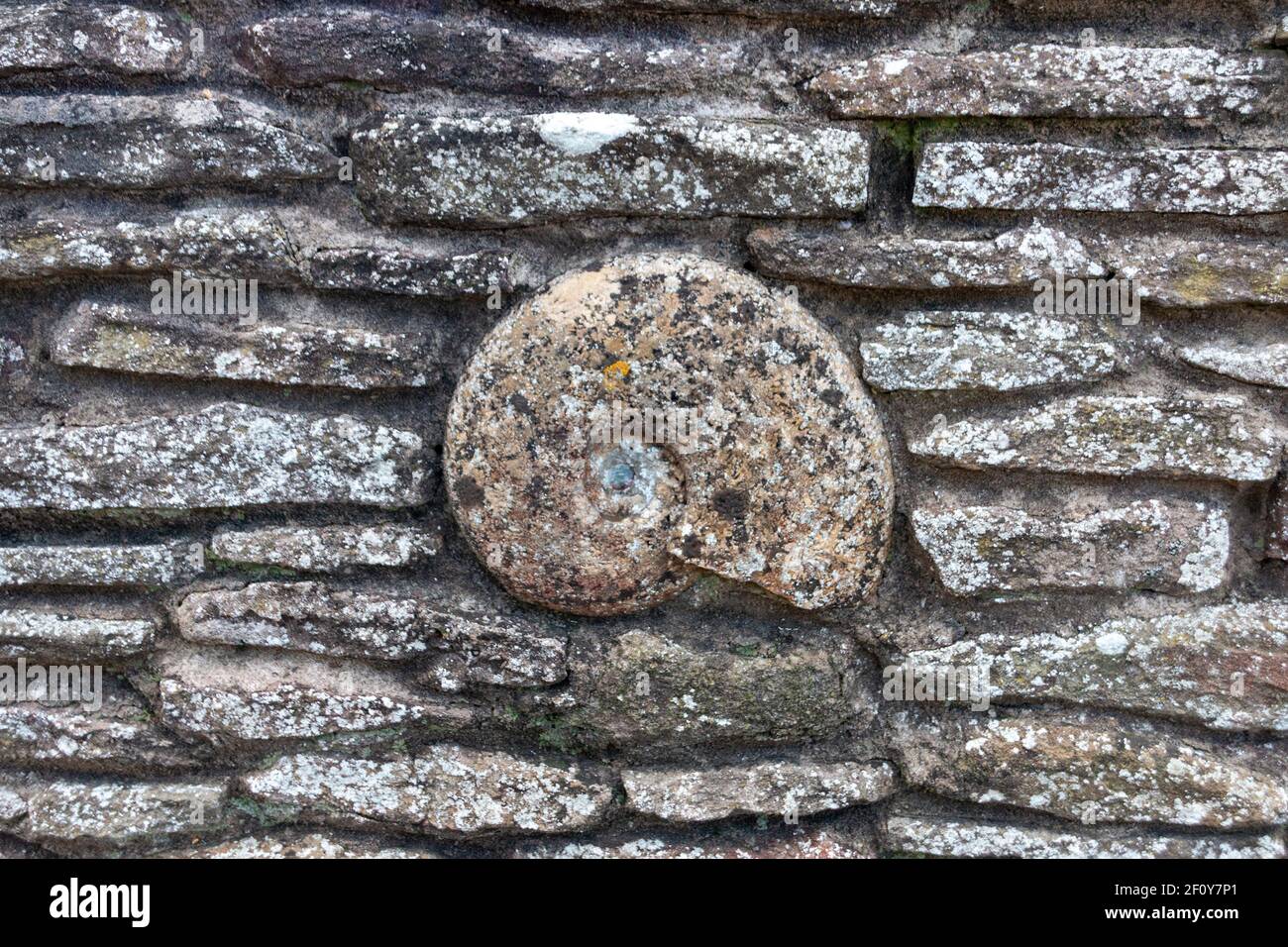 A close up viiew of a shell that has been concentrated into a stone ...